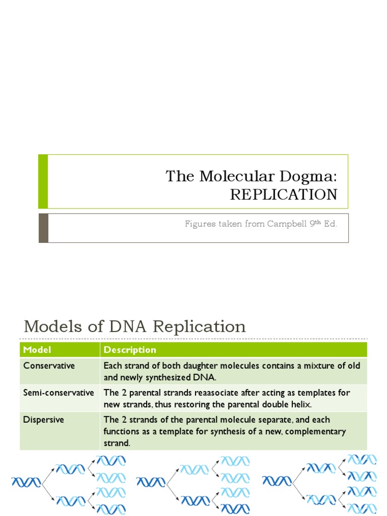 BIO3 - DNA Replication | PDF