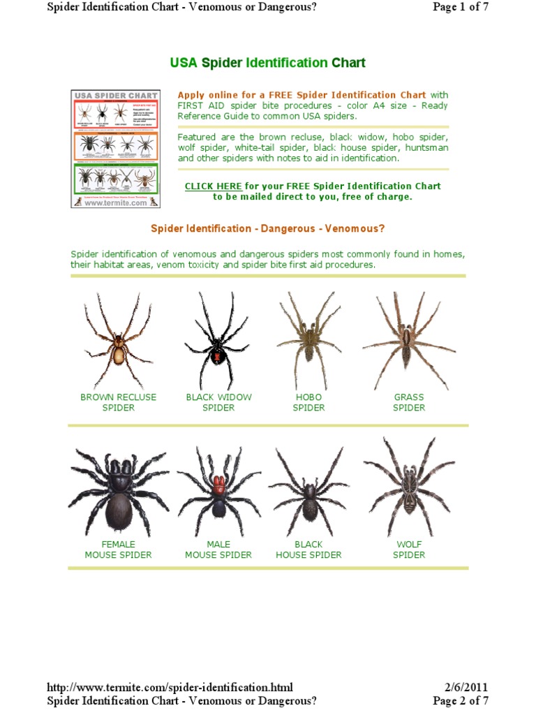 Wolf Spider Identification Chart