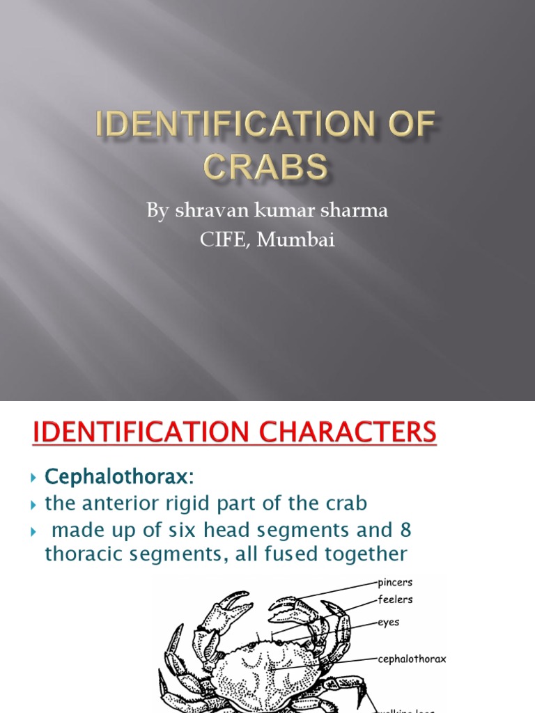 Identification of Crabs | PDF | Anatomical Terms Of Location | Arthropods