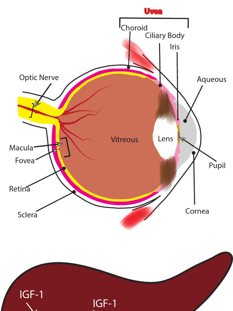 Ciliary Body Choroid Iris | PDF