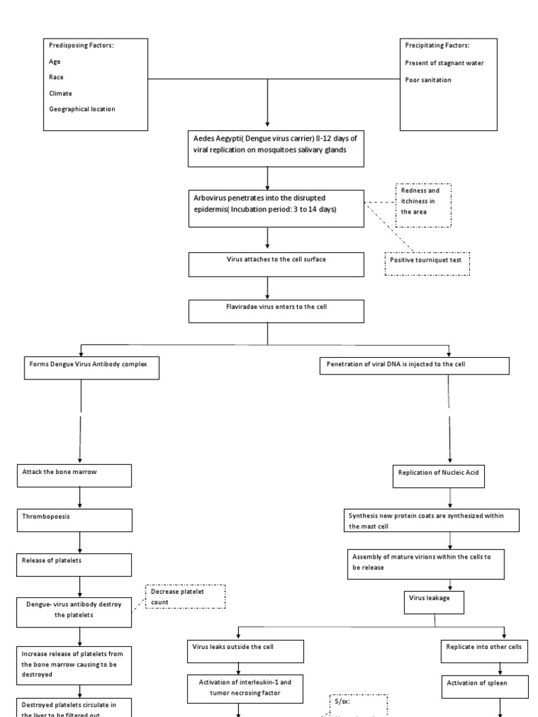 Dengue Hemorrhagic Fever Pathophysiology | Virus | Medical Specialties