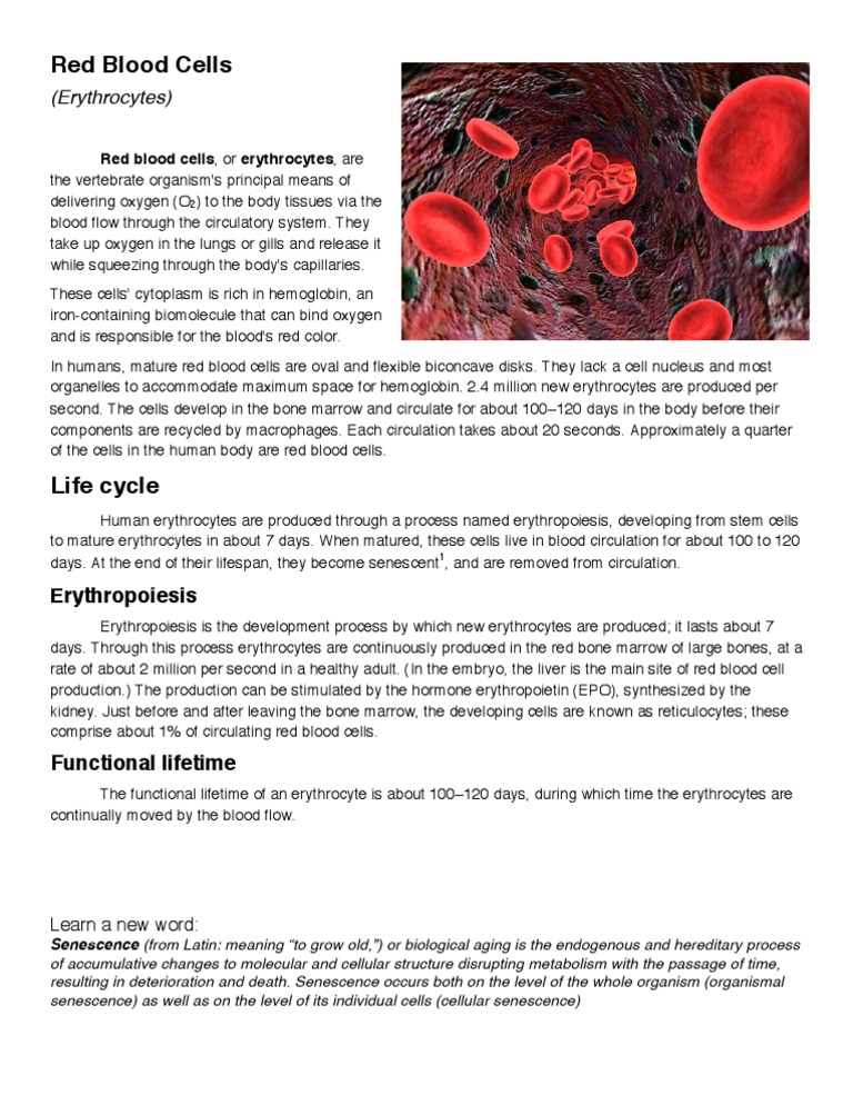 Red Blood Cells | PDF