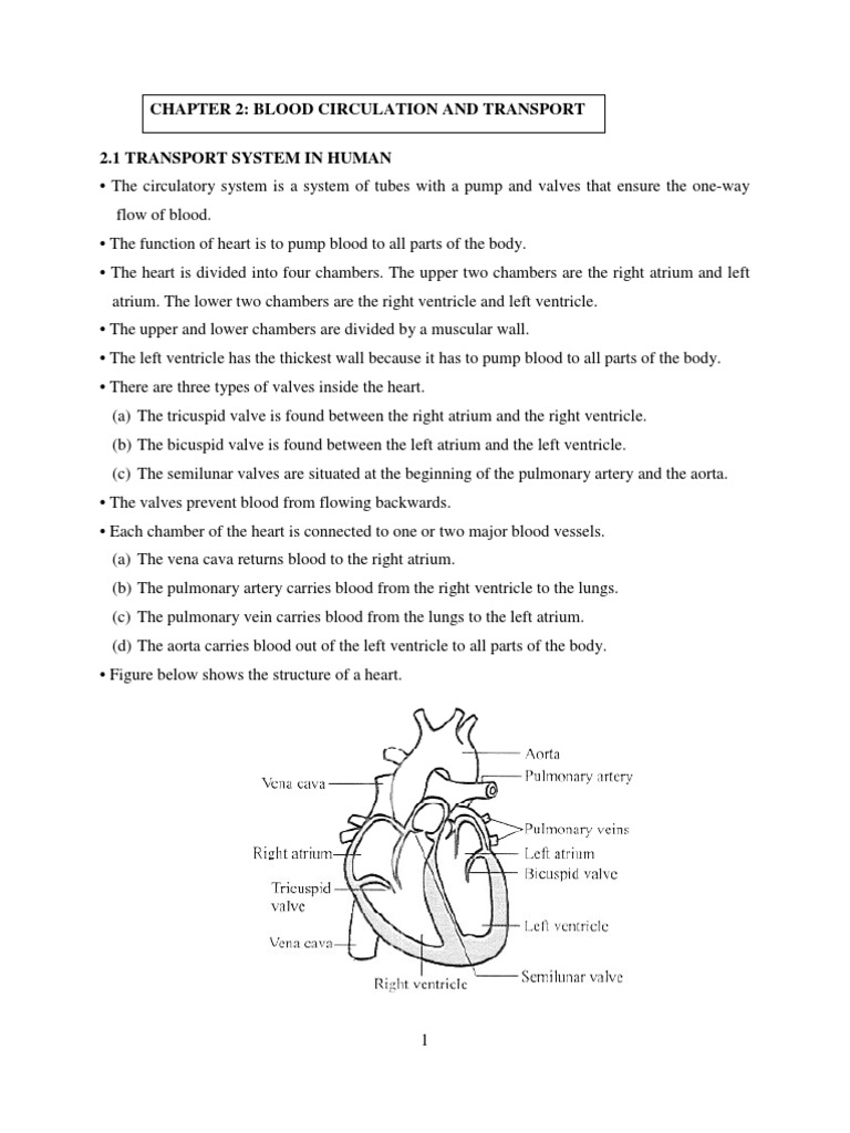 Science Form 3 Chapter 2 - Blood Circulation PDF | PDF | Atrium (Heart ...