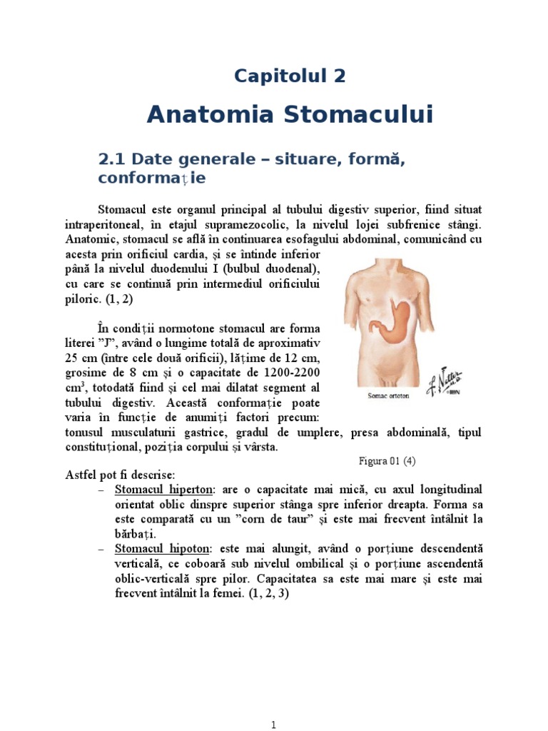 Anatomie Stomac | PDF