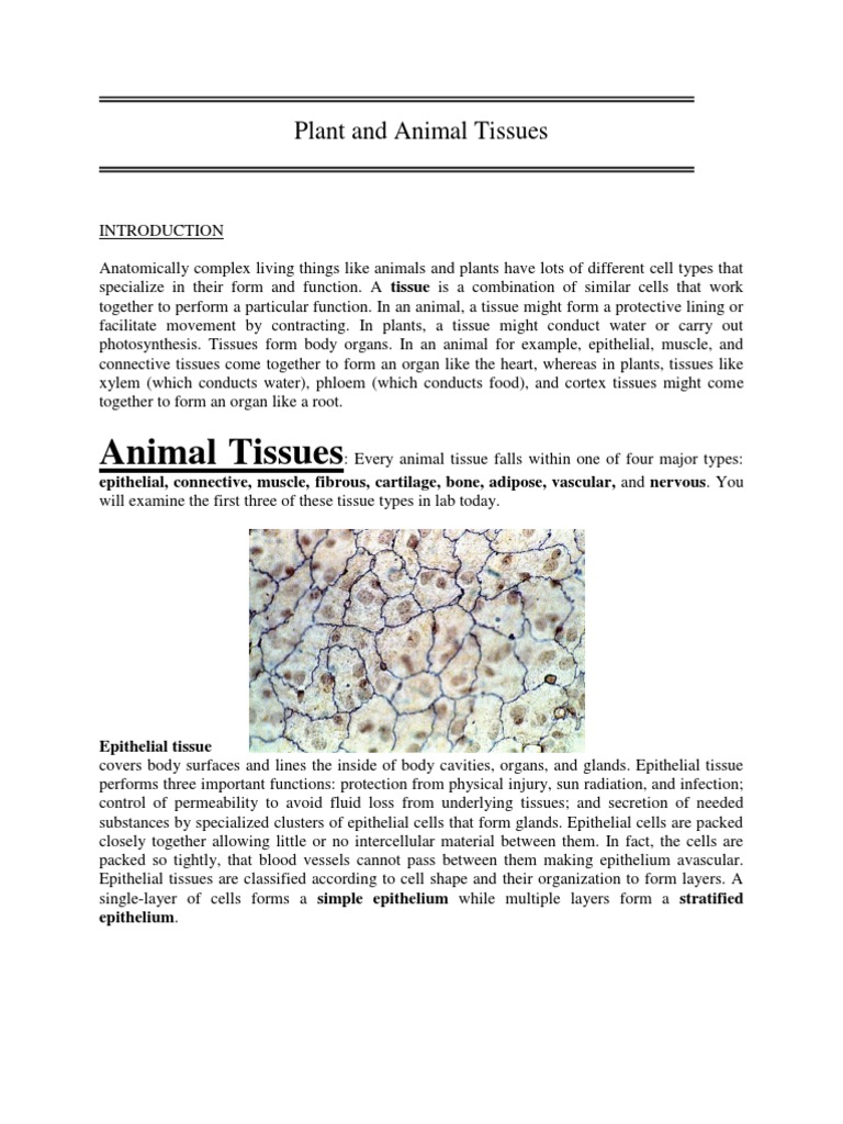 Plant and Animal Tissues | PDF | Tissue (Biology) | Epithelium