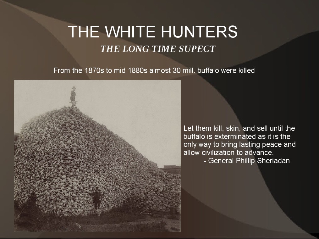 Bison Power Point | PDF