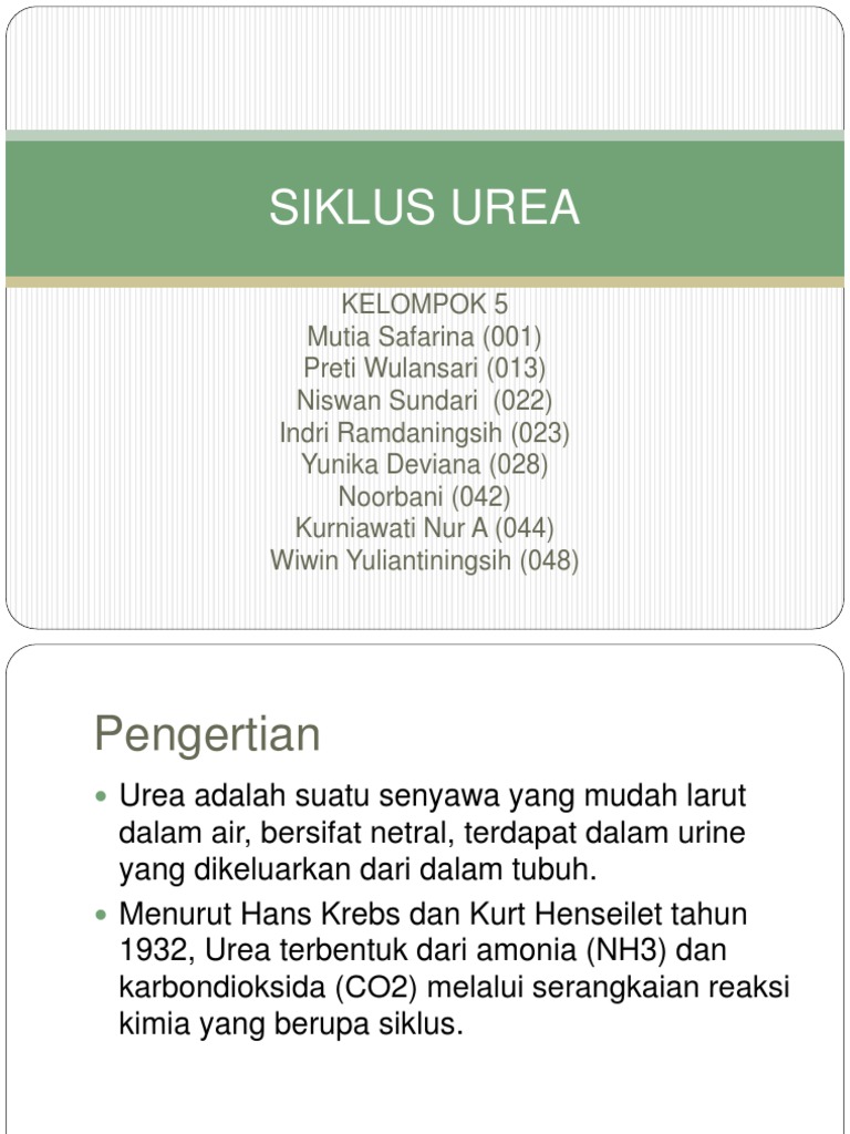 Kelompok 5 (Siklus Urea) | PDF
