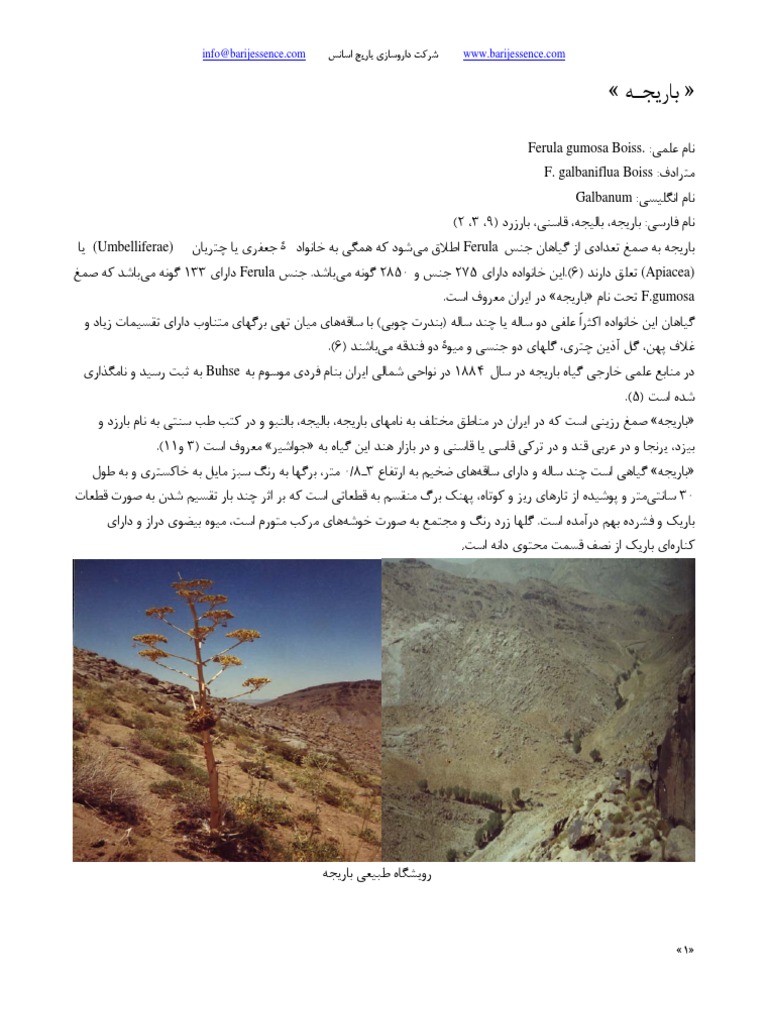 Galbanum: Properties and Uses | PDF