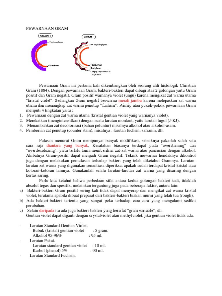 Pewarnaan Gram | PDF | Bakteri Gram Positif | Pohon Kehidupan (Biologi)