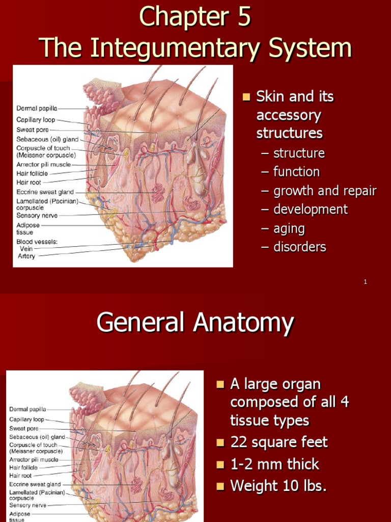 Integumentary System Overview | PDF | Skin | Epidermis