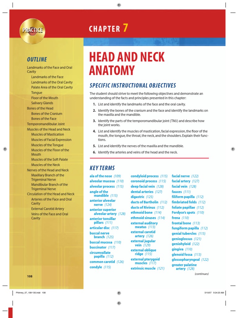 Head & Neck Anatomy | PDF | Tongue | Skull