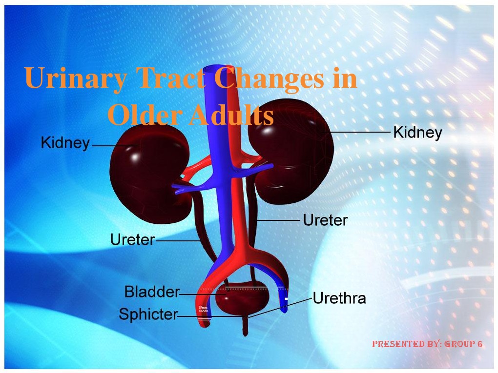Urinary Tract Changes in Older Adult | PDF | Urinary Incontinence ...