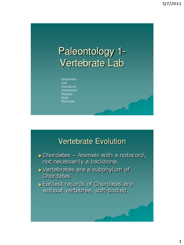 Pal Lab Vertebrate | PDF | Hominidae | Reptile