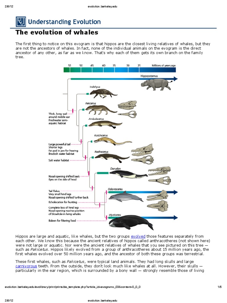 UE Evogram Evolution of Whales | Cetacea | Ungulates