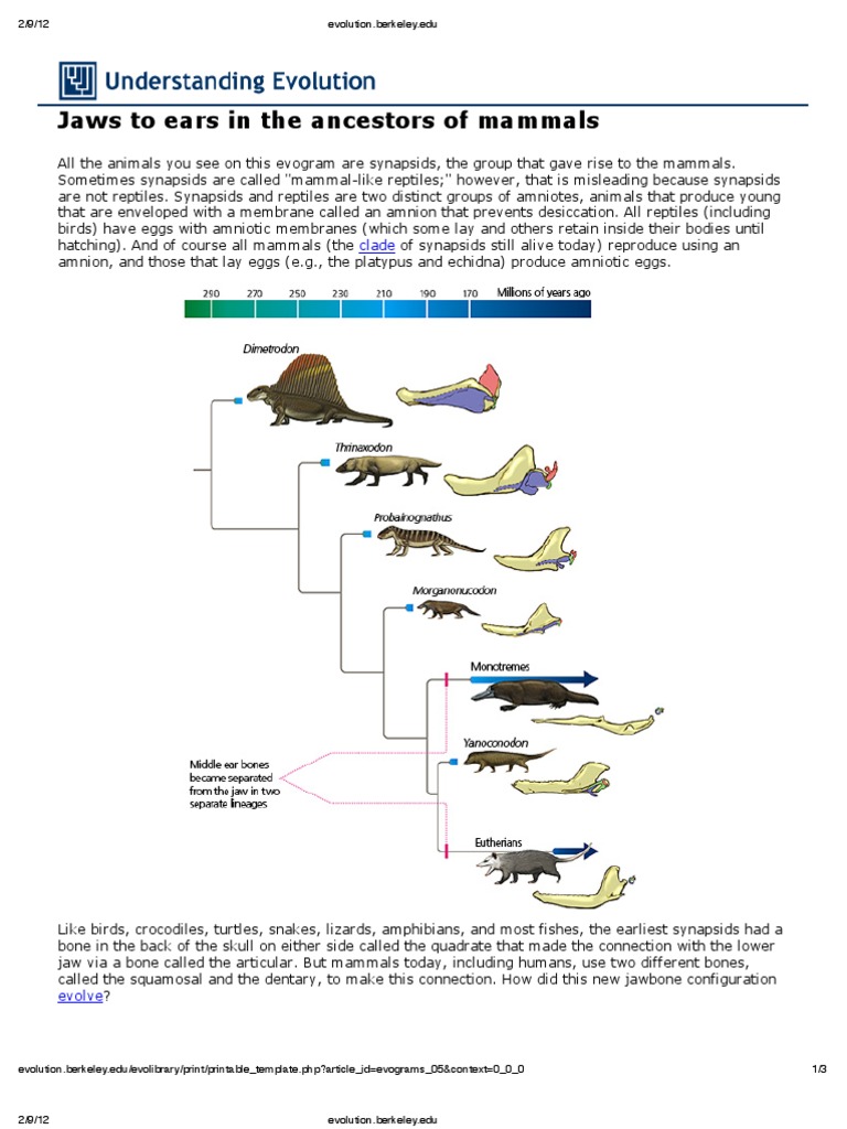 UE Evograms Jaws To Ears | PDF | Reptile | Amniotes