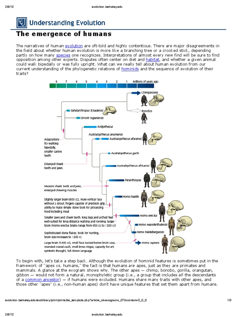 UE - Evograms - The Emergence of Humans | PDF | Bipedalism | Ape