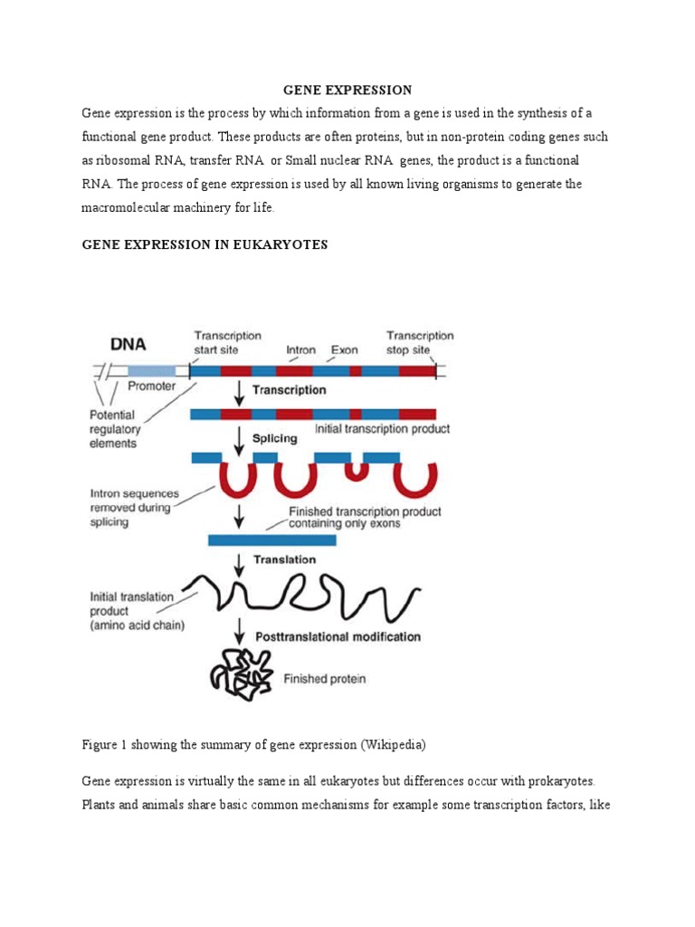 Gene Expression | PDF | Messenger Rna | Translation (Biology)