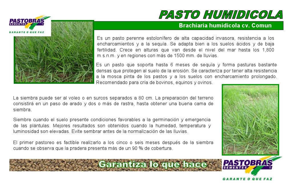 Brachiaria humidicola cv. Común: Guía de Siembra | PDF | Ciencia y ...