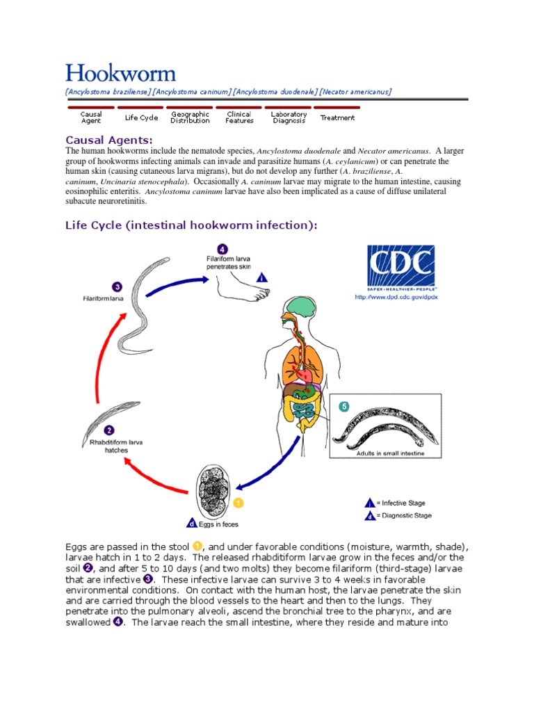 Siklus hidup HookWorm | Pathology | Public Health