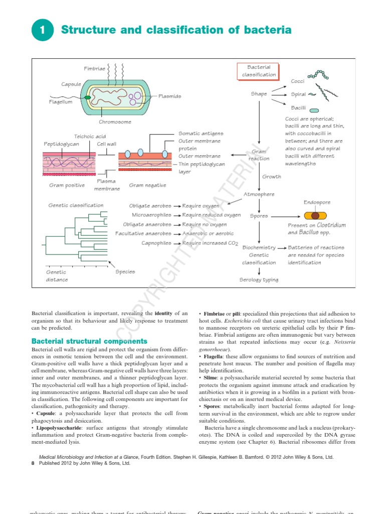 Bacteria - Classification & Structure | PDF