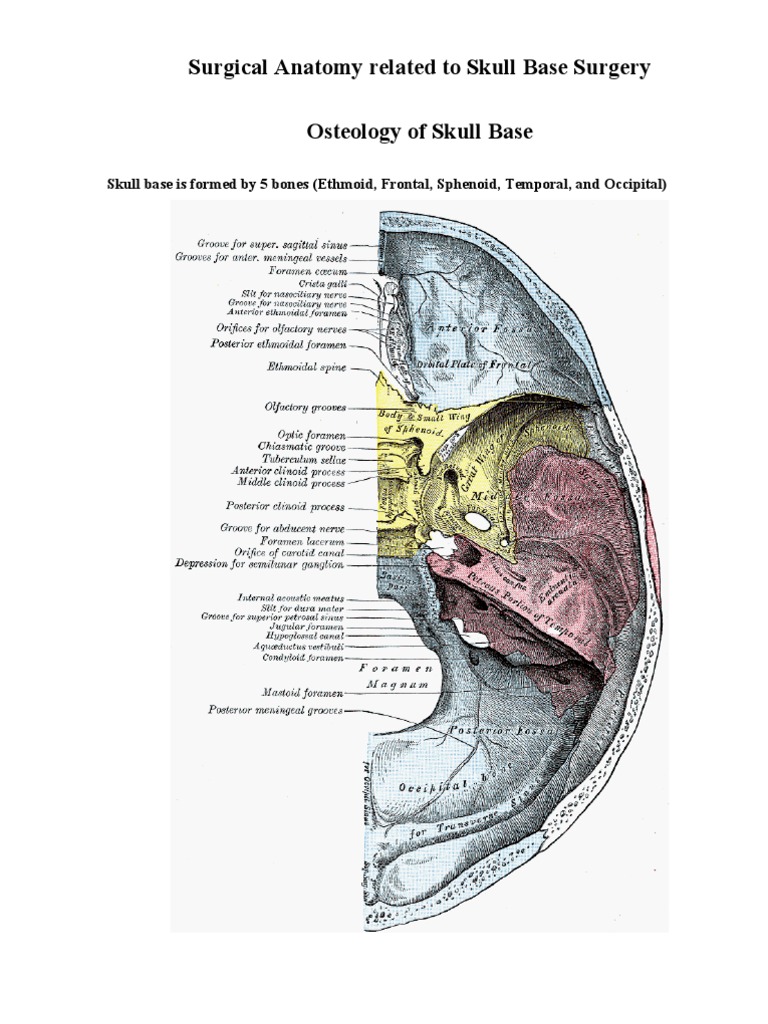 Surgical Anatomy Related To Skull Base Surgery | PDF | Primate Anatomy ...