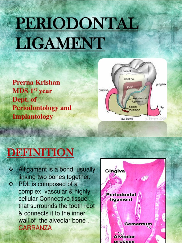 Periodontal Ligament | PDF | Human Tooth | Bone