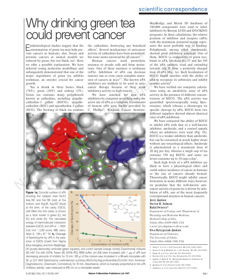 Drinking Green Tea | PDF | Enzyme Inhibitor | Green Tea