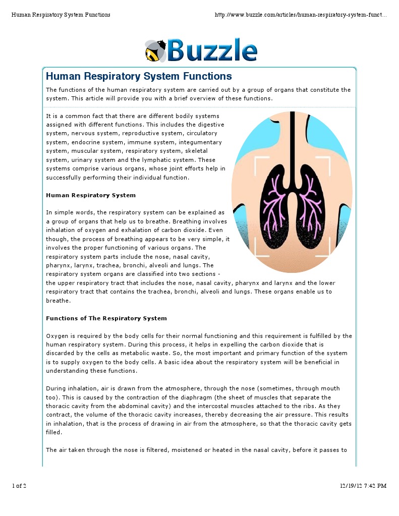 Standard Note Human Respiratory System Respiratory System Anatomy
