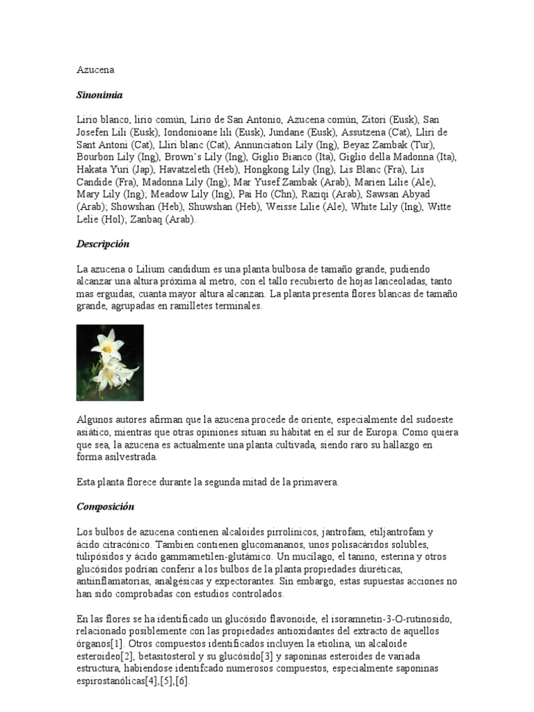Azucena | PDF | Lilium | Aceite de oliva