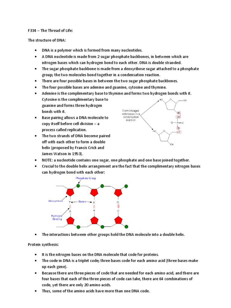F334 - The Thread of Life | PDF | Active Site | Dna