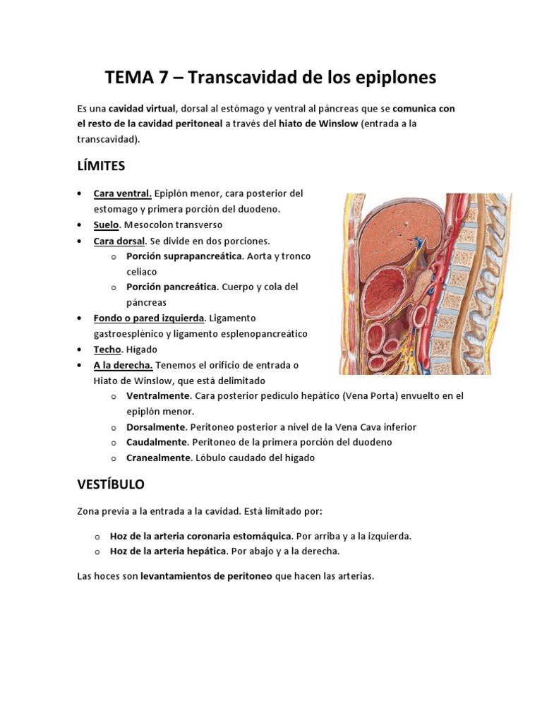 Transcavidad de los Epiplones: Anatomía y Límites | PDF ...