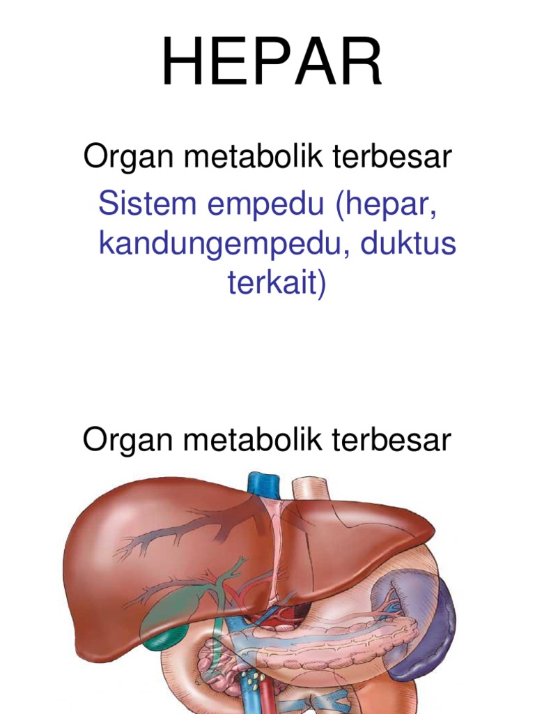 Hepar: Organ Metabolik Terbesar | PDF