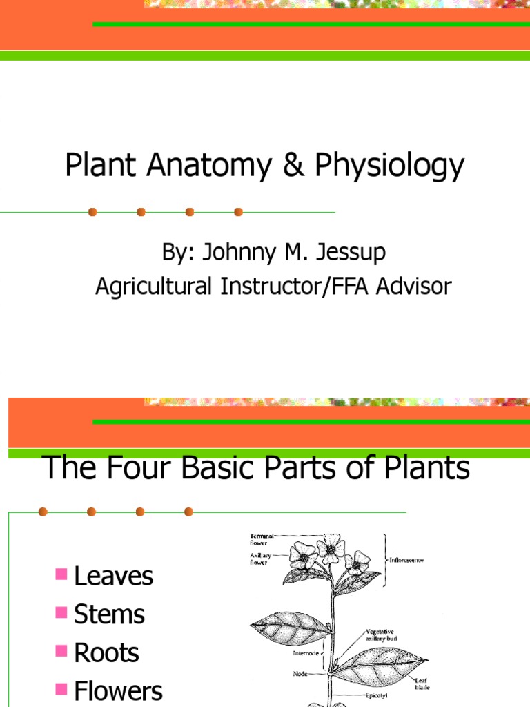 Plant Anatomy & Physiology: By: Johnny M. Jessup Agricultural ...