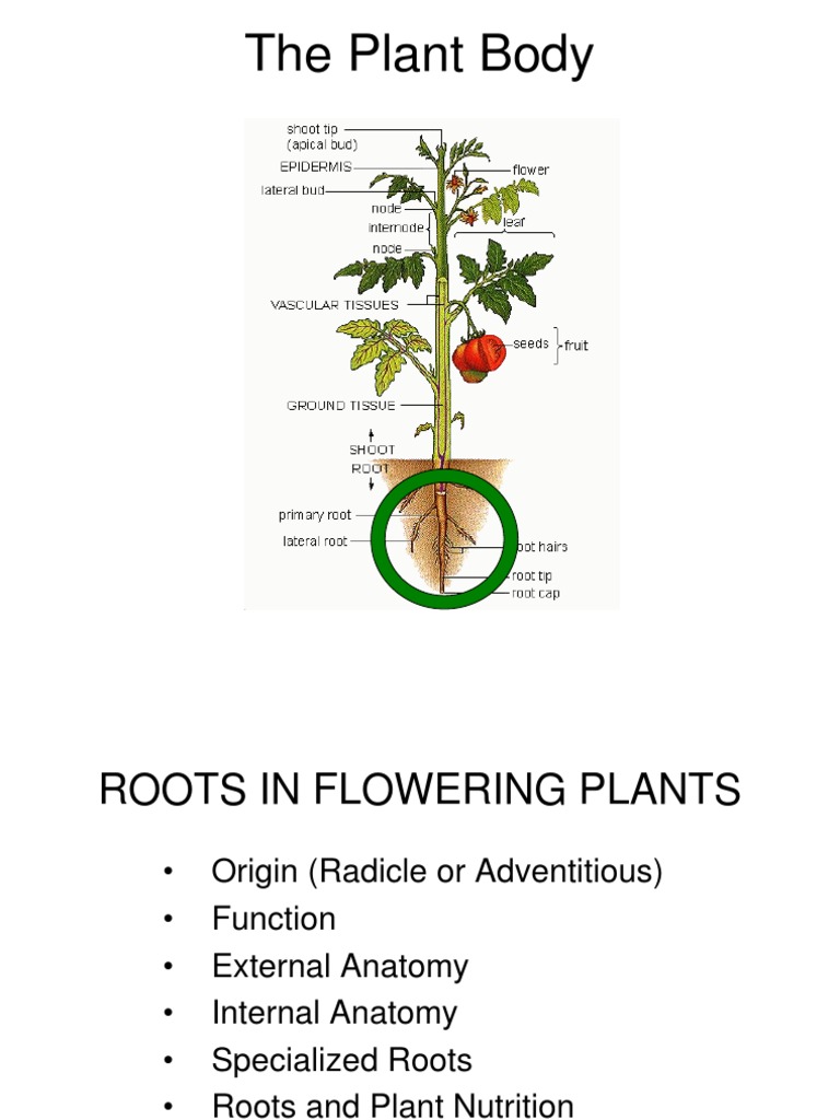 Flowering plants | Root | Botany