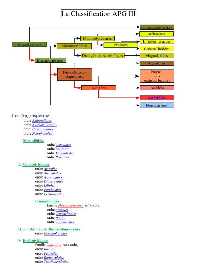 Classification des Angiospermes | PDF | Taxonomie des plantes ...
