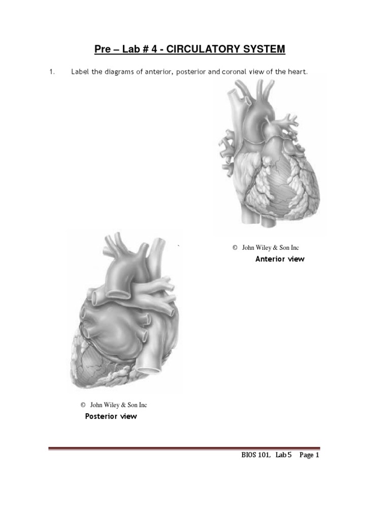Pre - Lab # 4 - Circulatory System: Label The Diagrams of Anterior ...