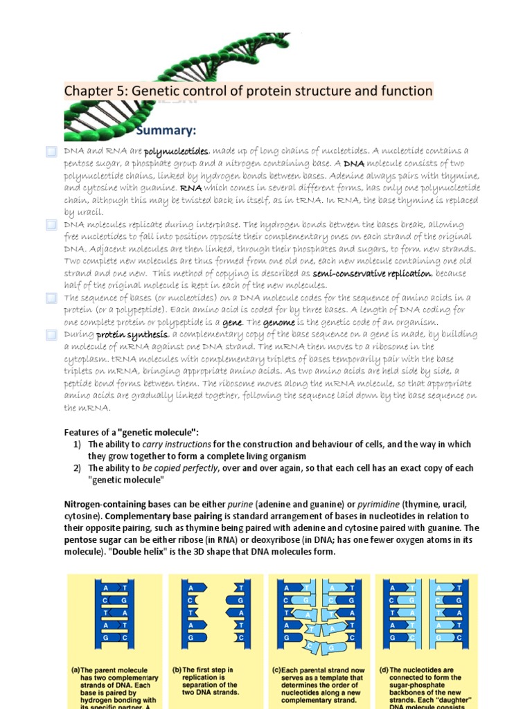 Chapter 5: Genetic Control of Protein Structure and Function | Download ...
