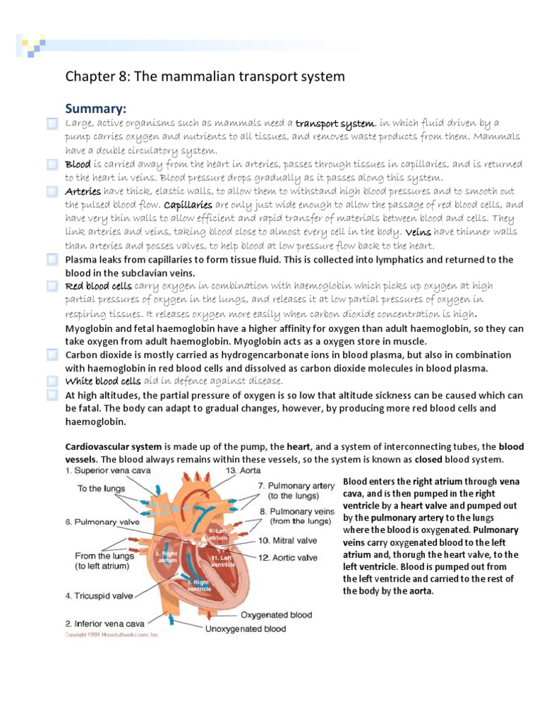 Chapter 8: The Mammalian Transport System: Summary | PDF | Artery | Blood