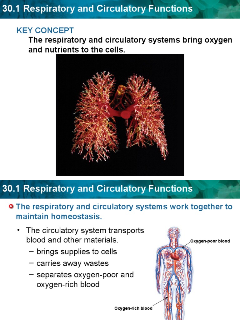 Respiratory and Circulatory System Overview | PDF | Respiratory System ...