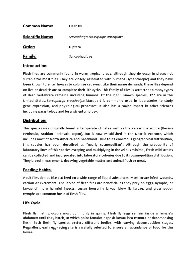 Flesh Flies | PDF | Fly | Pupa