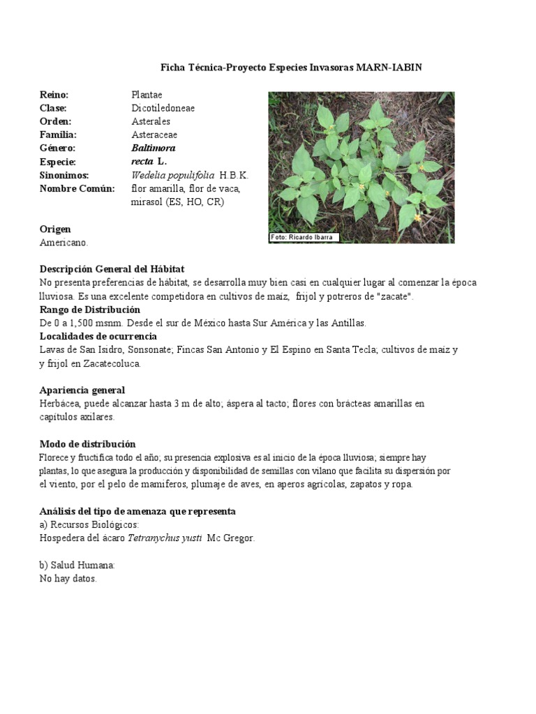 Baltimora recta: Maleza invasora en cultivos | PDF | Phaseolus Vulgaris ...