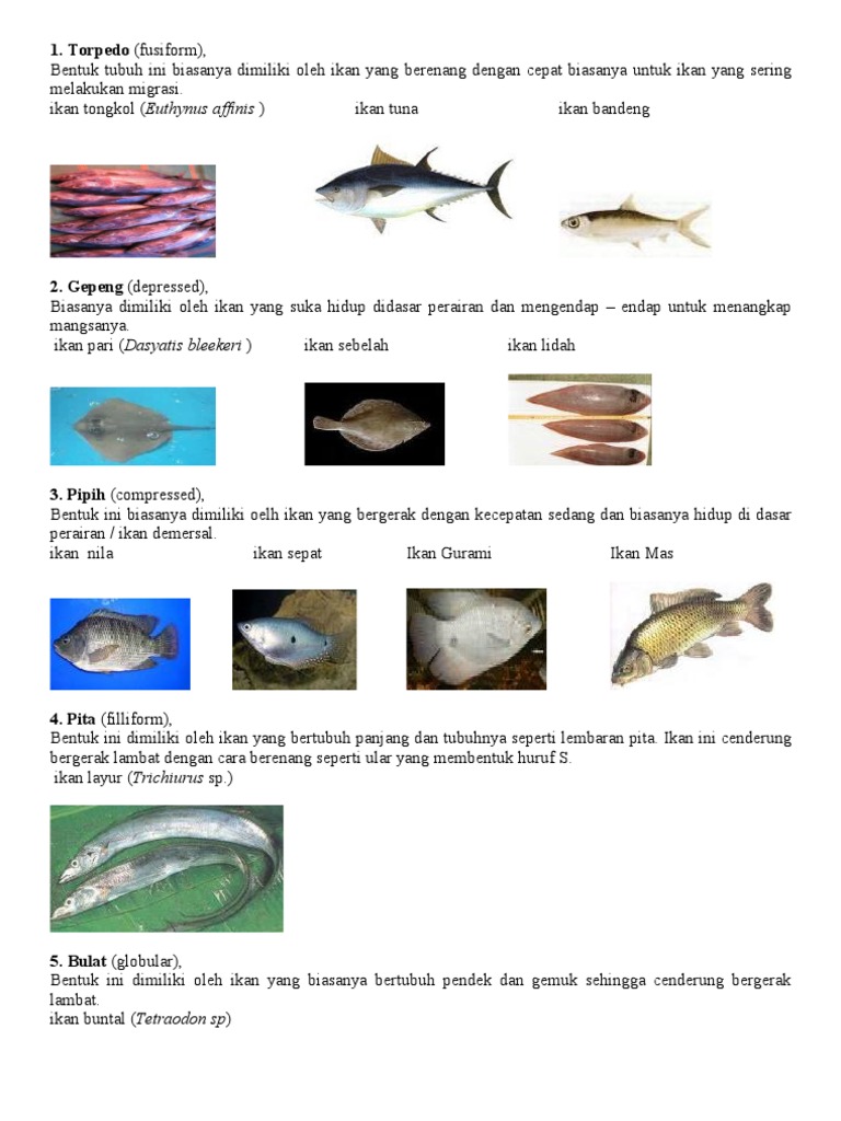 Bentuk Tubuh Ikan Dalchaebi