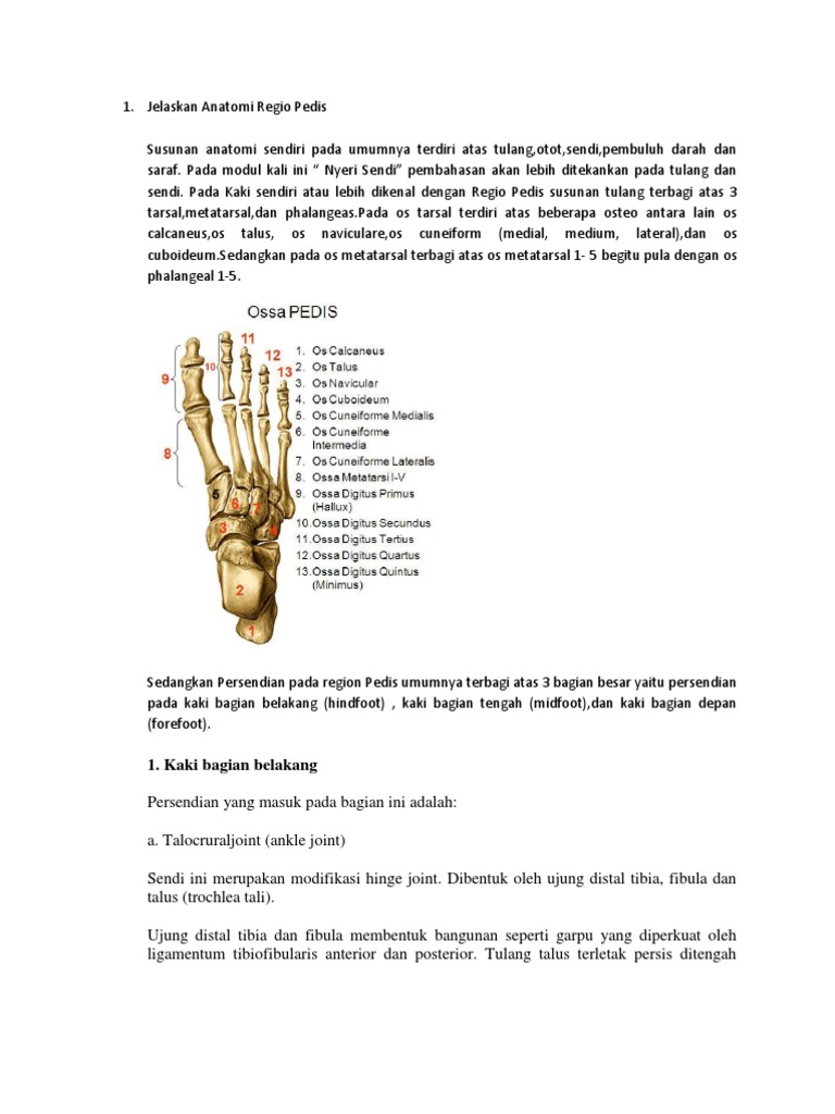 Anatomi Regio Pedis Nyeri Sendi | PDF