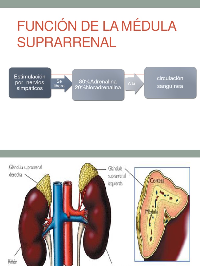 Función de la médula suprarrenal