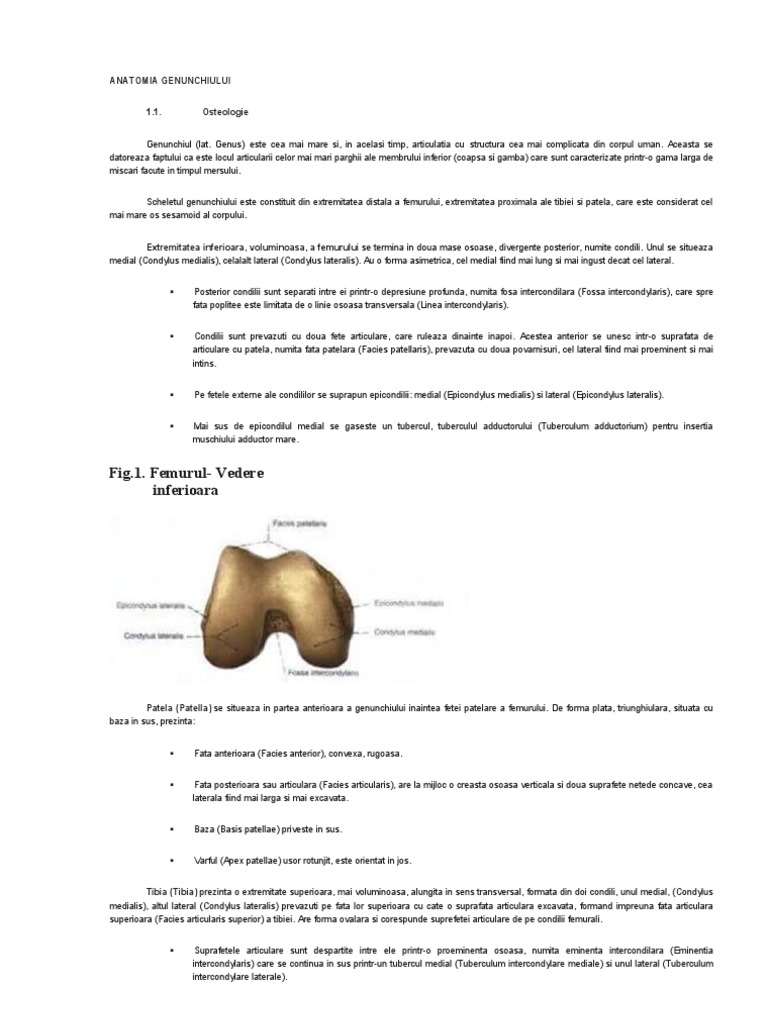 Anatomia Genunchiului