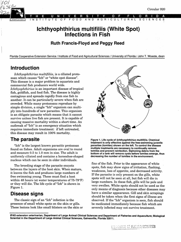 Ichthyophthirius Multifiliis (White Spot) Infections in Fish | Download ...