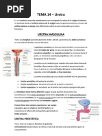 Anatomía y Porciones de la Uretra Masculina | PDF