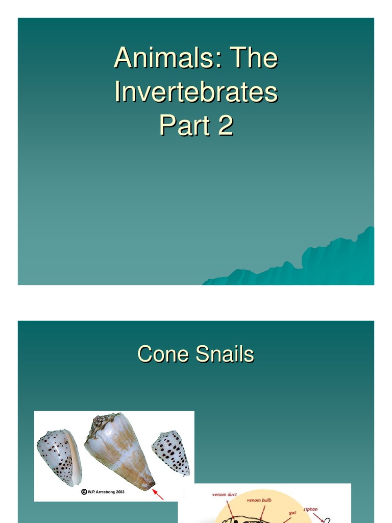 Ch25 Inverts) Part 2 | PDF | Crustacean | Mollusca