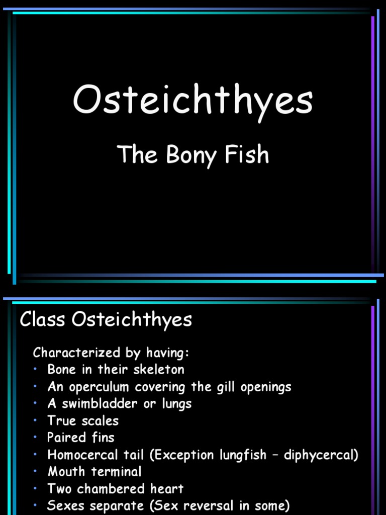 Osteichthyes | PDF | Fish | Aquatic Vertebrates