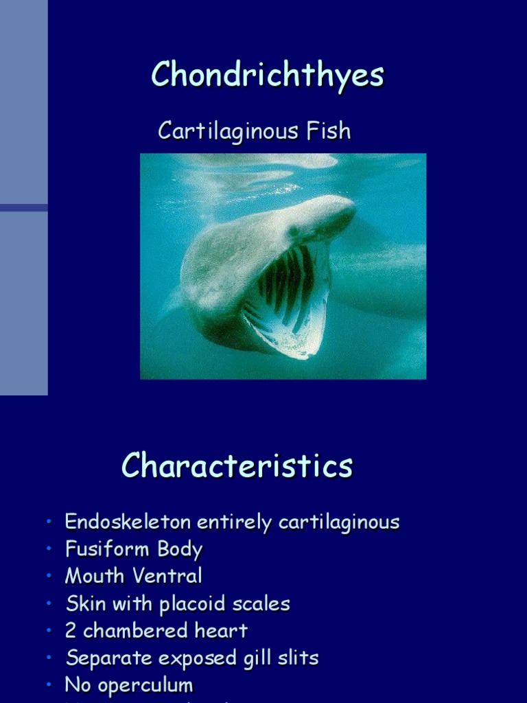 Chondrichthyes (1) | Sharks | Gill